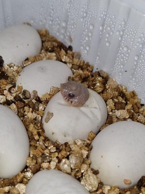 Heterodon | I am specialized in the breeding of the finest Hognose Morphs.